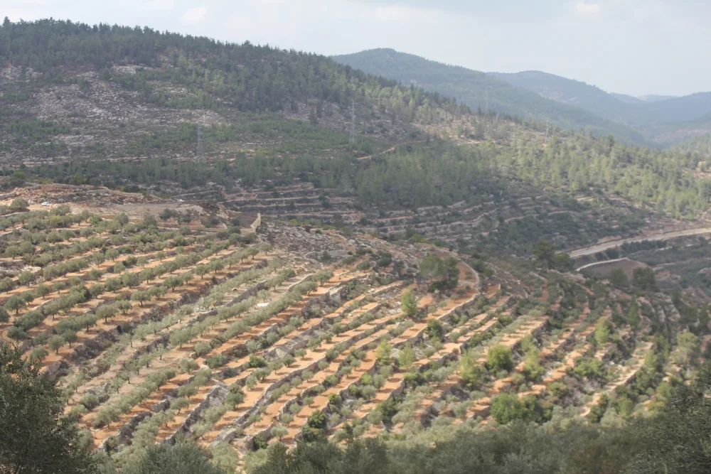 Plant an Olive Tree in Palestine — Plant een Olijfboom