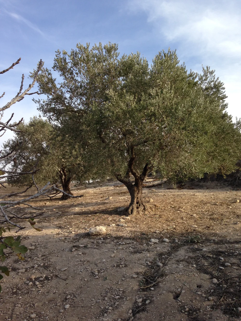 Het leven in Palestina - Abed Rachman en Wafa — Plant een Olijfboom