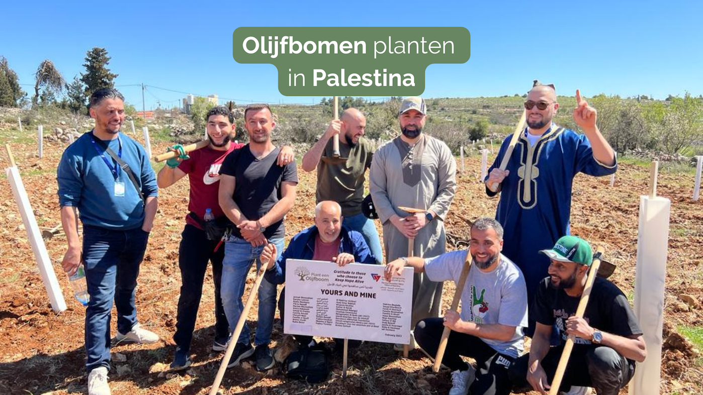 Bekijk: bomen planten in Palestina — Plant een Olijfboom