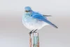 Is Trimethylglycine (TMG) the Same as Betaine HCl? — Alice W. Lee, MD ...