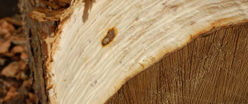 About Old Standard Wood — Old Standard Wood