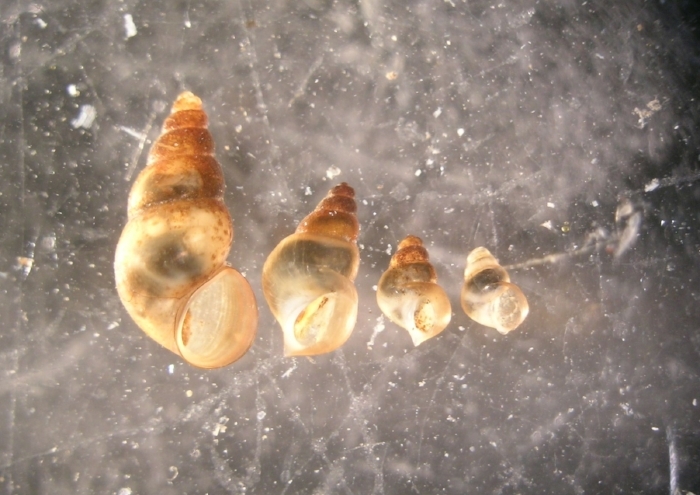 Coalition for the Delaware River Watershed — The Invasive New Zealand ...