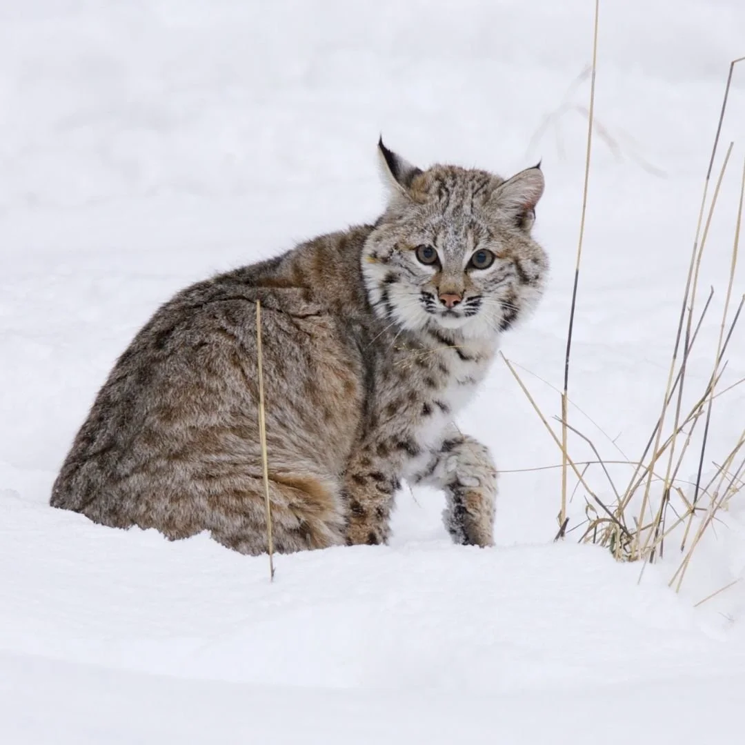 Coalition for the Delaware River Watershed — Wildlife in the Watershed ...