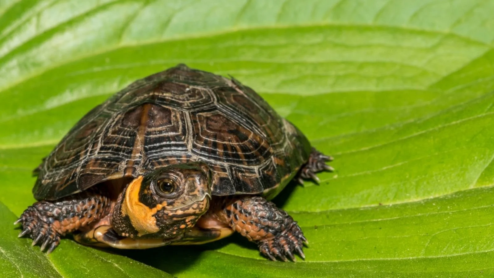 Coalition for the Delaware River Watershed — Wildlife in the Watershed ...