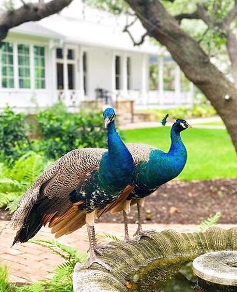 SXSW with Baby? Yes! An Insider Parent Guide to Austin: — Nibble+squeak