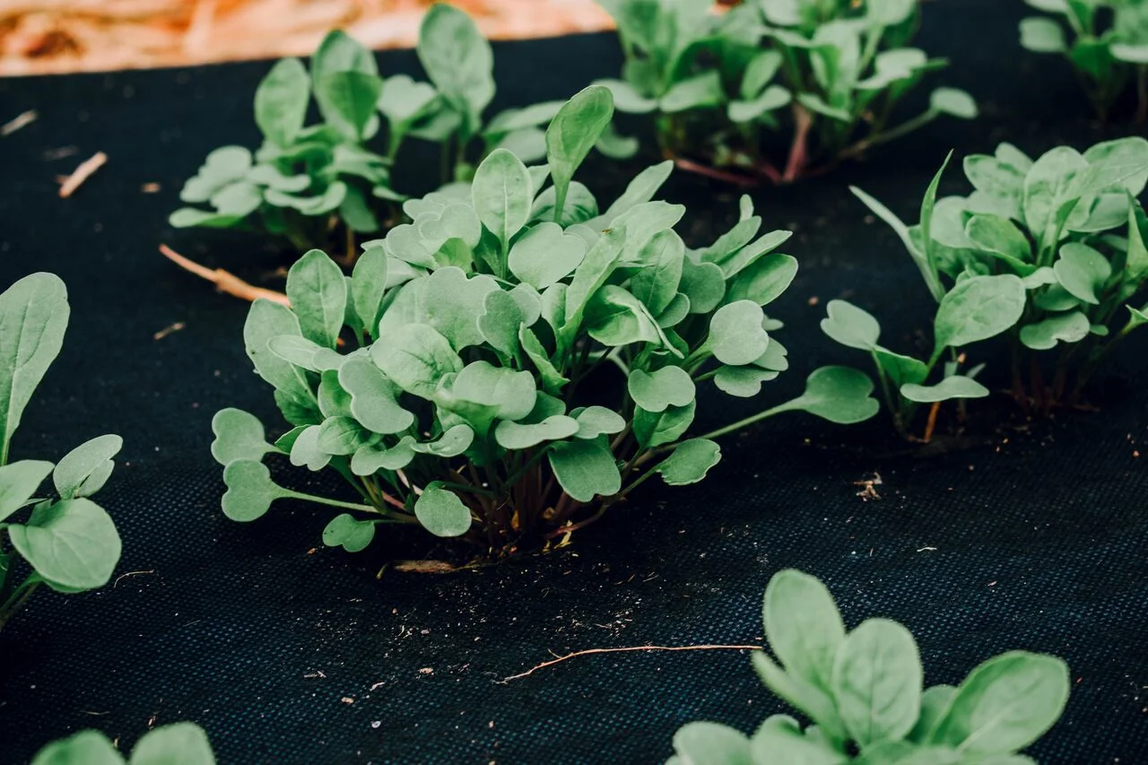 Beginners Guide to Gardening: 7 Tips — Maple Alps