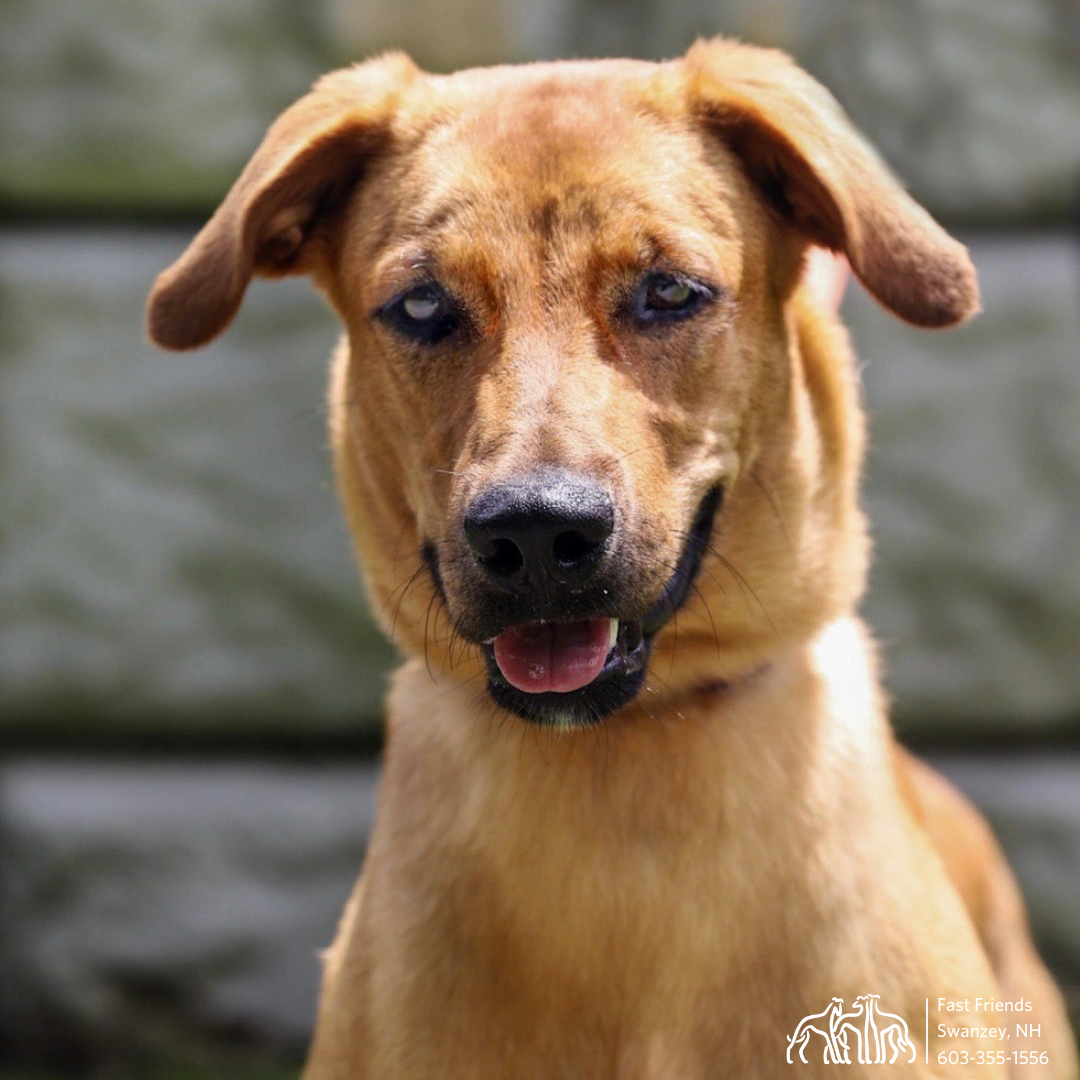 Adopt from Fast Friends — fast friends greyhound adoption