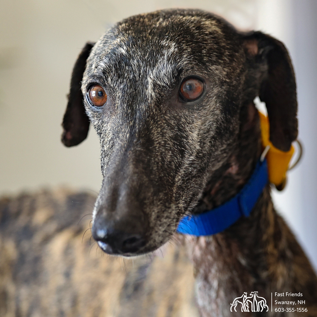 Adopt from Fast Friends — fast friends greyhound adoption