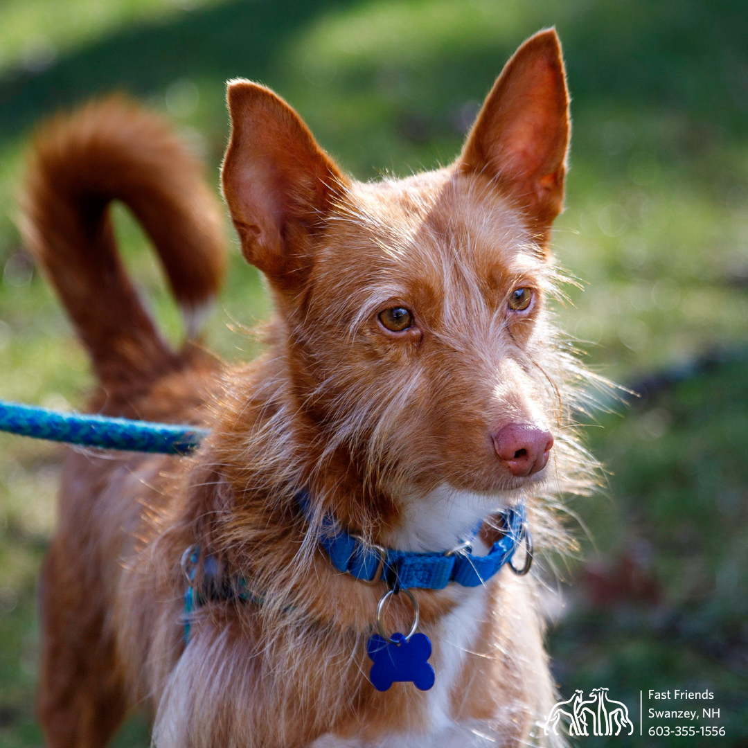 Adopt from Fast Friends — fast friends greyhound adoption