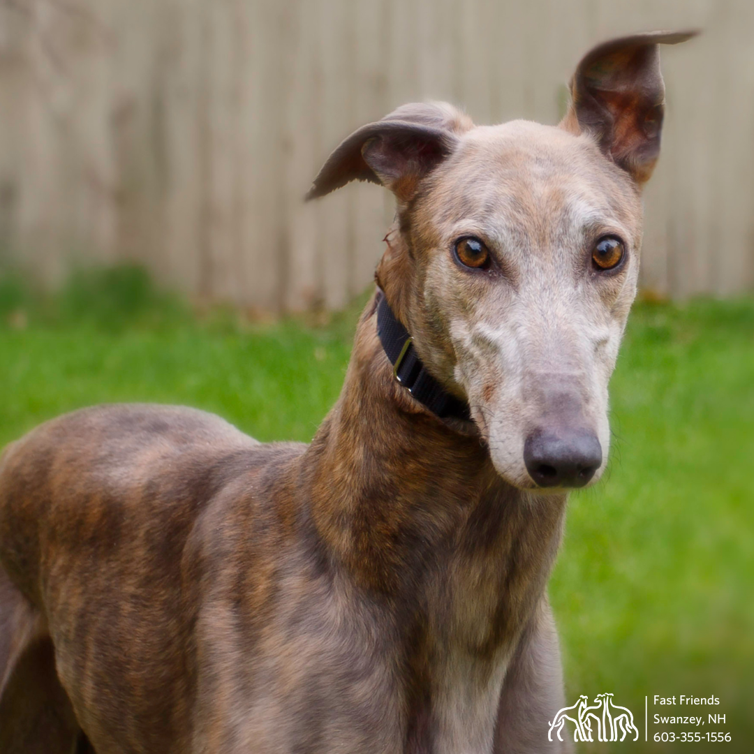 Be a Hero — fast friends greyhound adoption