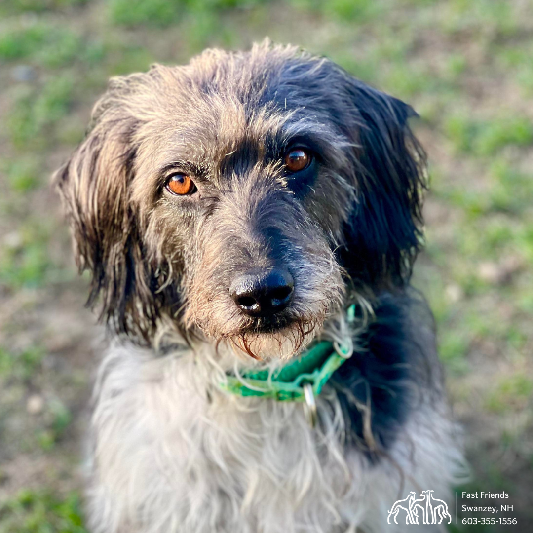 Be a Hero — fast friends greyhound adoption