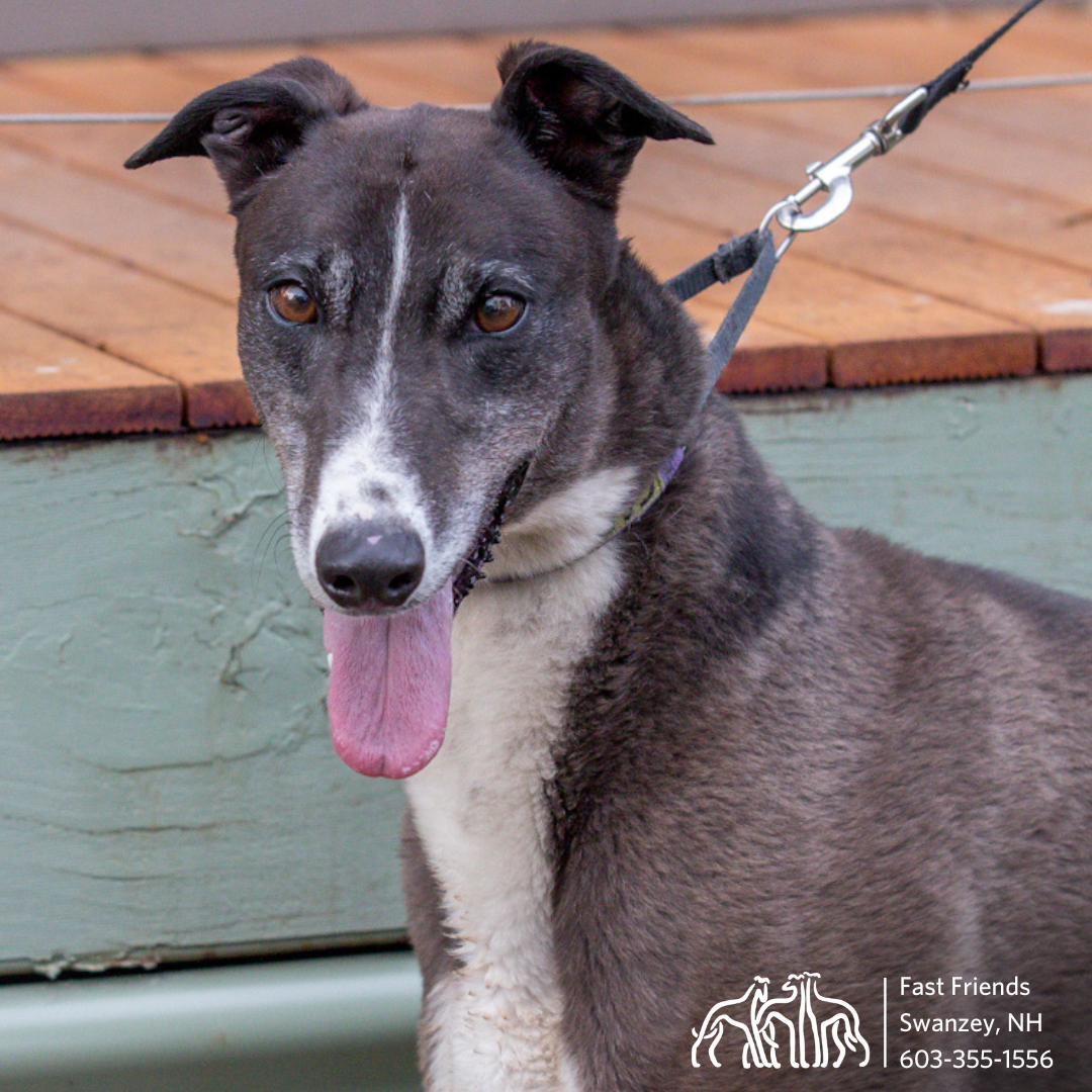 Be a Hero — fast friends greyhound adoption