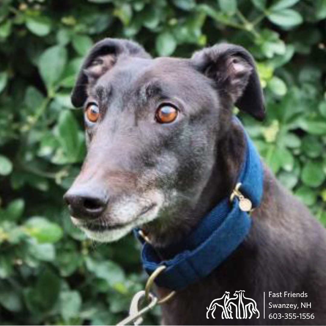 Adopt from Fast Friends — fast friends greyhound adoption