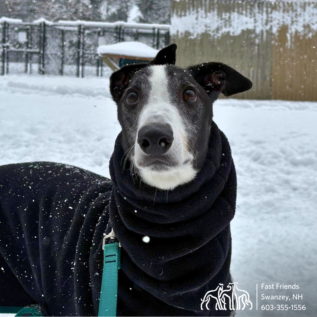 Adopt from Fast Friends — fast friends greyhound adoption