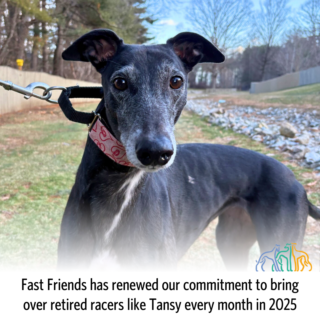 Change Dogs' Lives with Your Gift Today — fast friends greyhound adoption