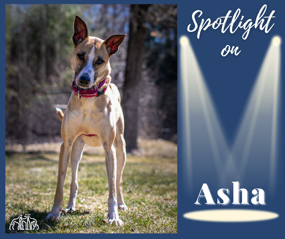 Spotlight on: Asha — fast friends greyhound adoption