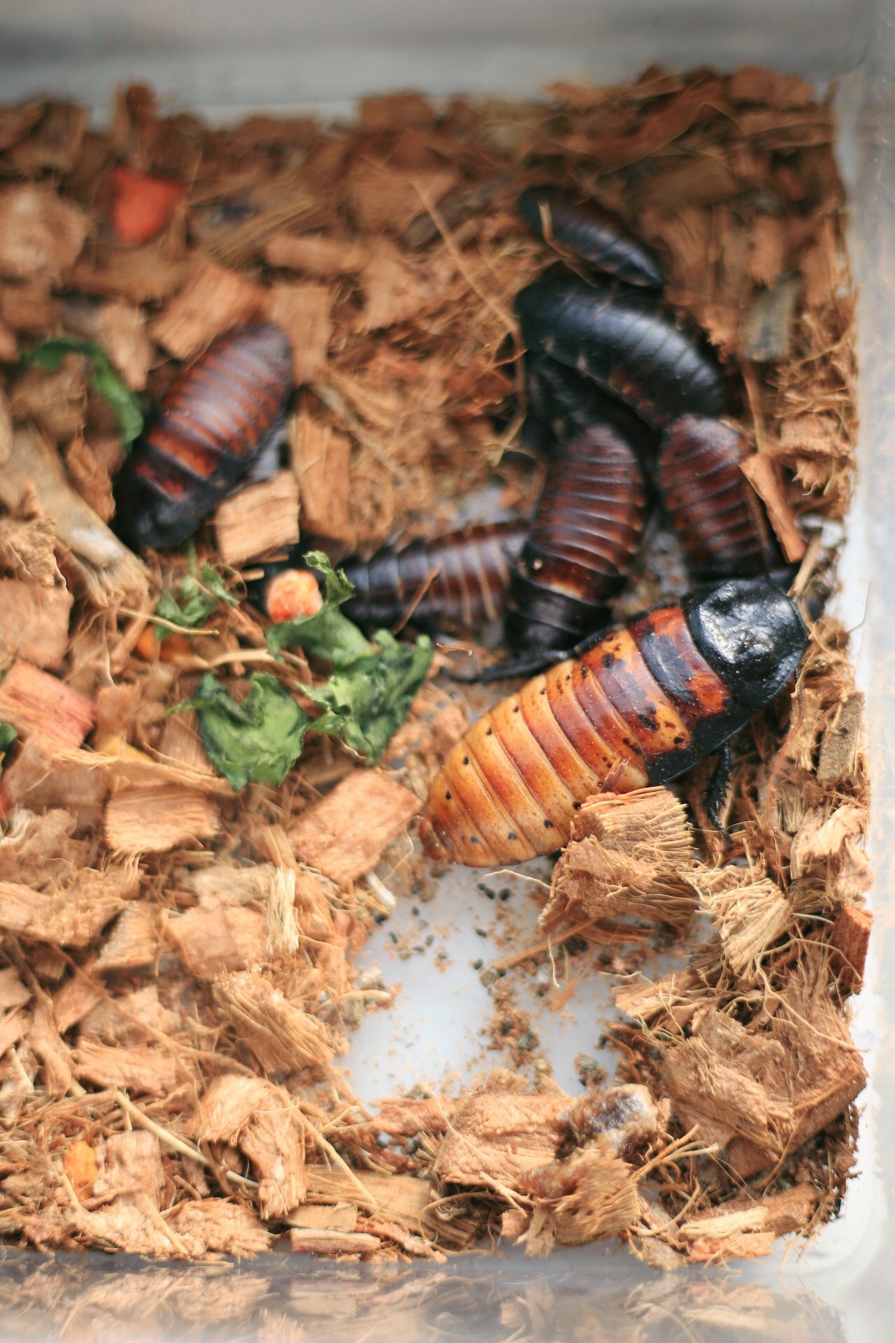 Home — The Tiny Scientist