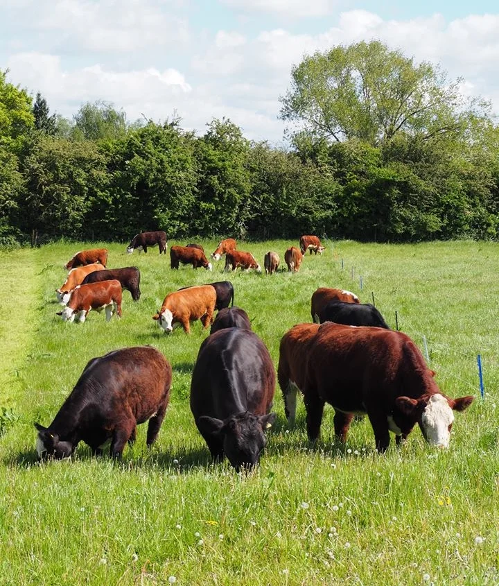Grass Fed Beef — Lower Dairy Farm Shop