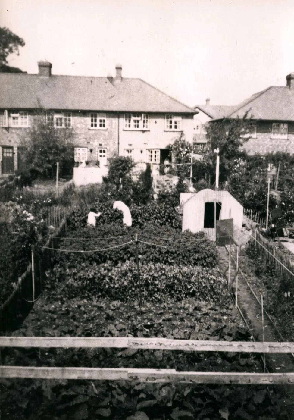 Wartime kitchen & garden - kampen for nok maten i et isolert England ...