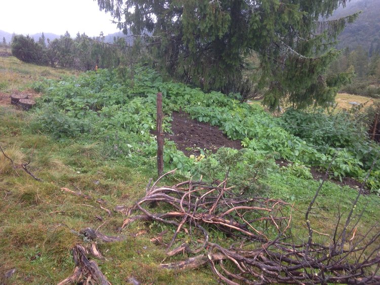 Potetdyrking i "dynge" eller under halm og gressdekke (Copy) — Datsja