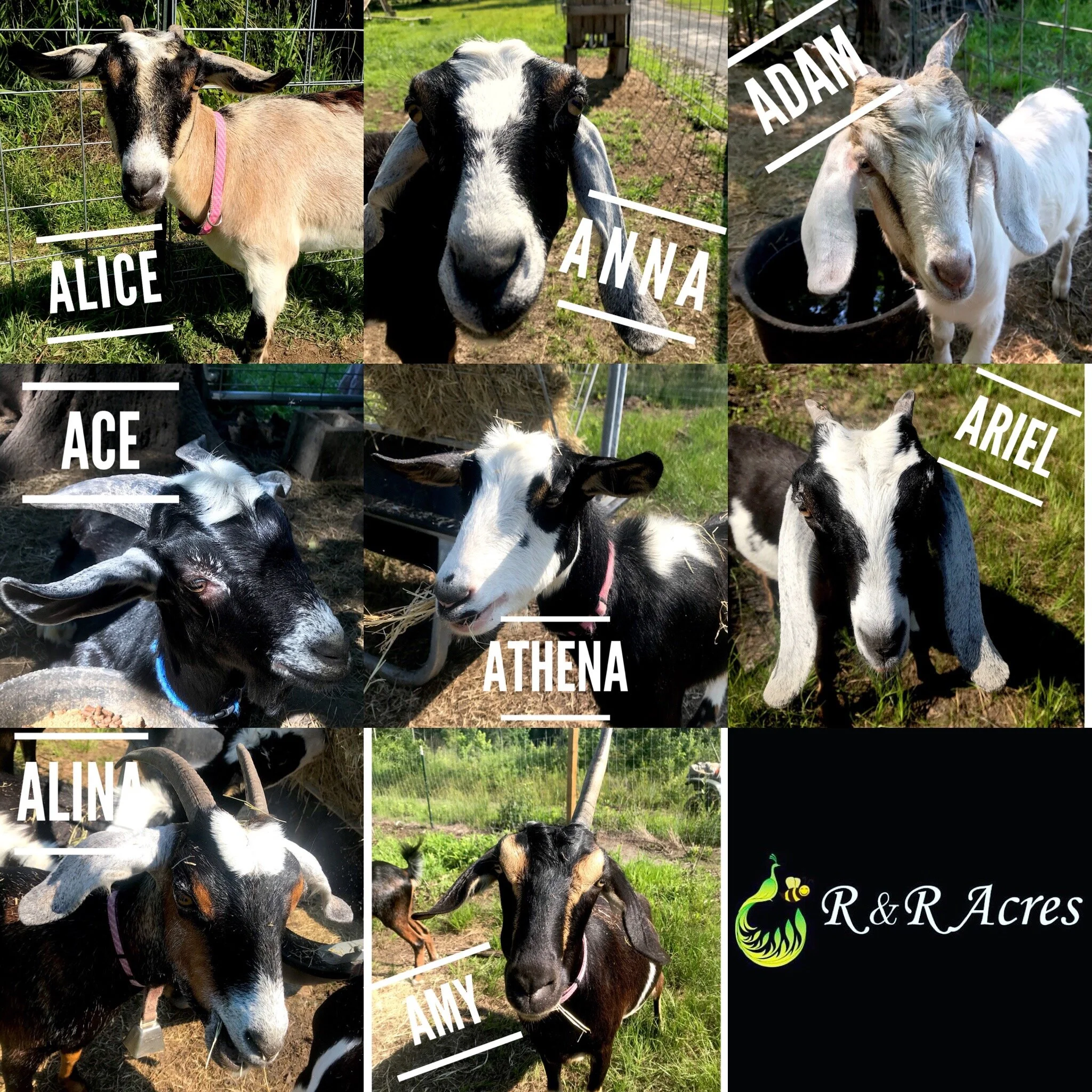 About the Farm and Family — R and R Acres