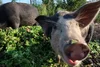 About the Farm and Family — R and R Acres