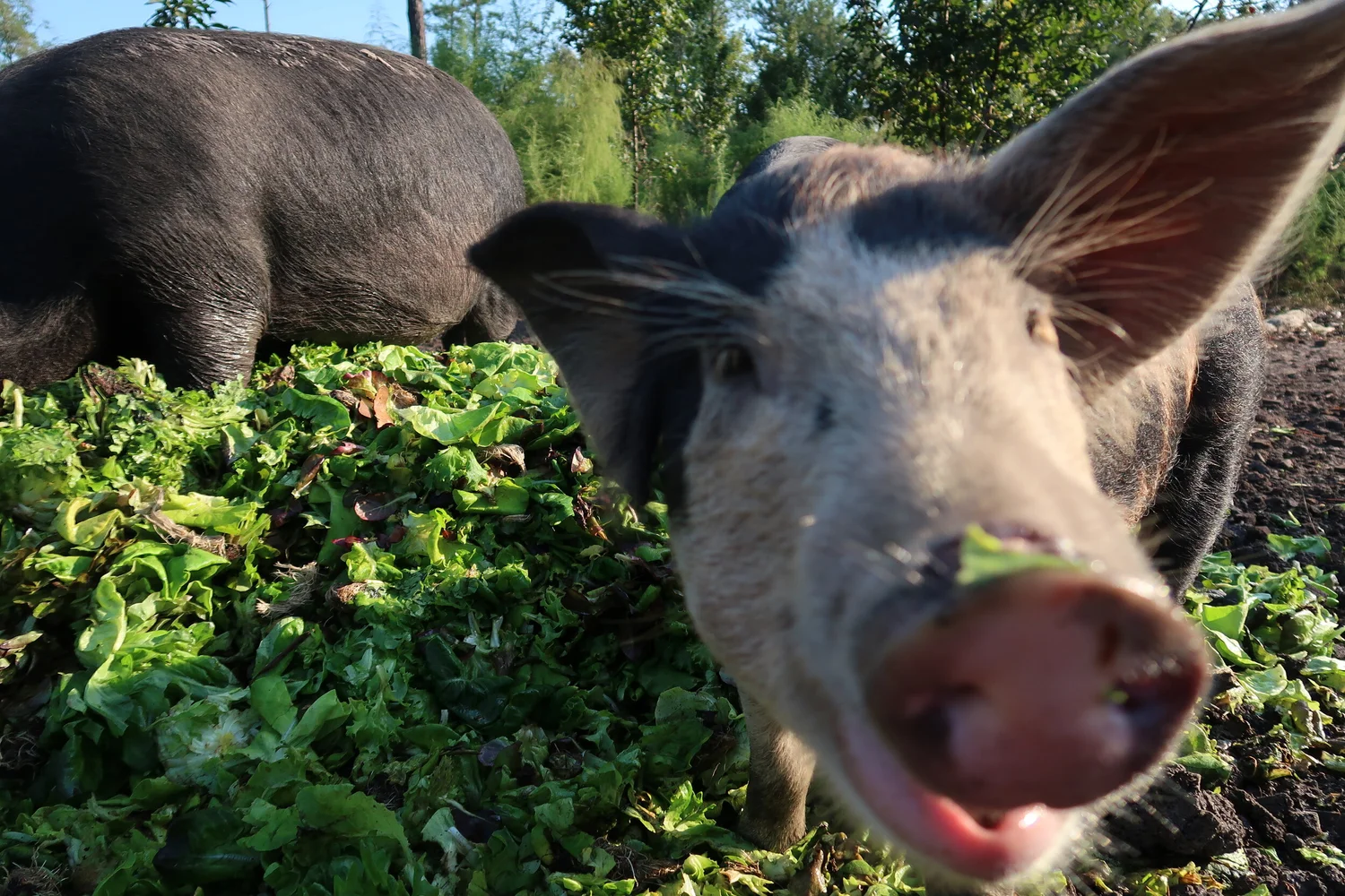 About the Farm and Family — R and R Acres