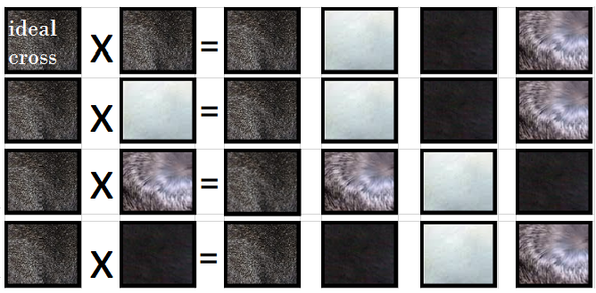 Light Gray Flemish Giant