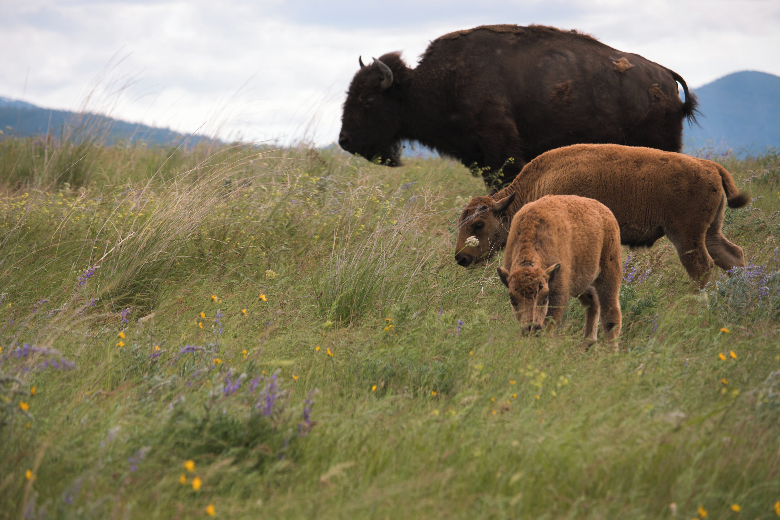 Swan Valley Connections