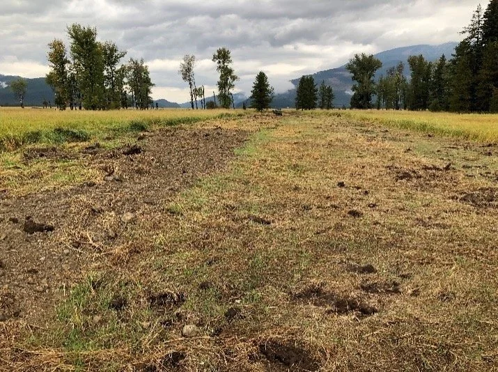 Wetland Restoration — Swan Valley Connections