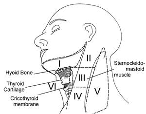 Overview of neck lumps — entsho.com