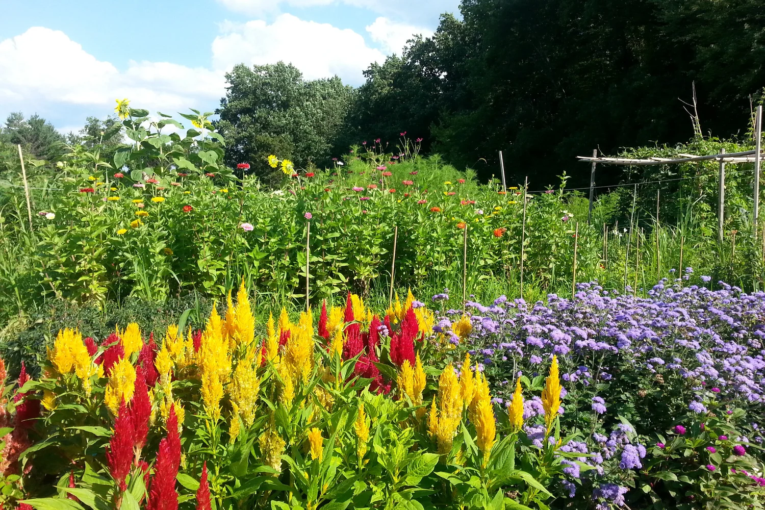 Baltimore — Maryland Grown Flowers