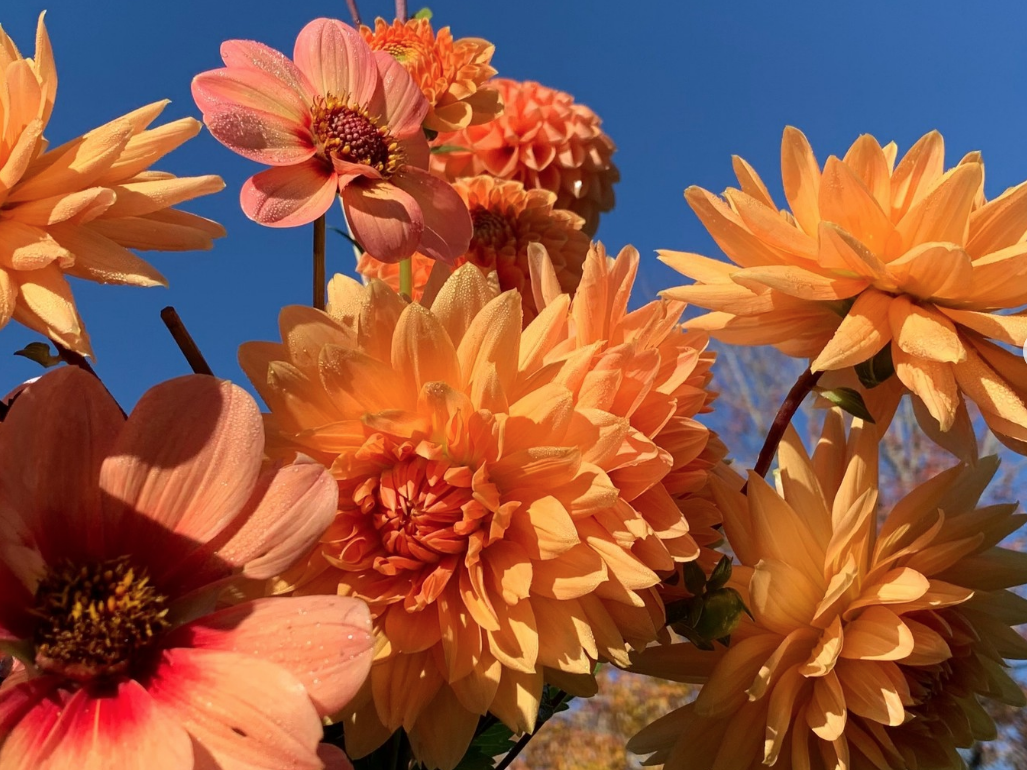 Baltimore — Maryland Grown Flowers