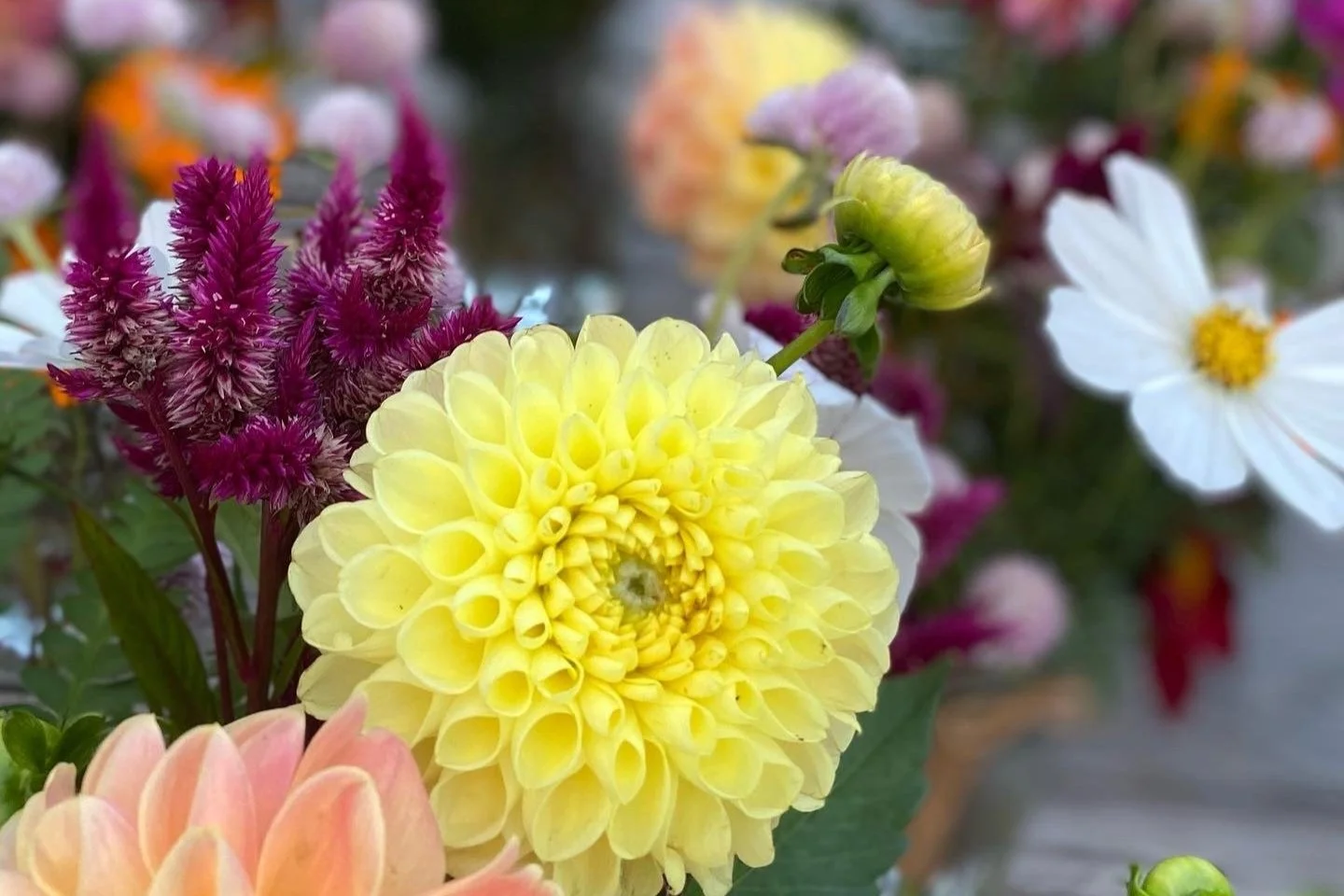 Baltimore — Maryland Grown Flowers