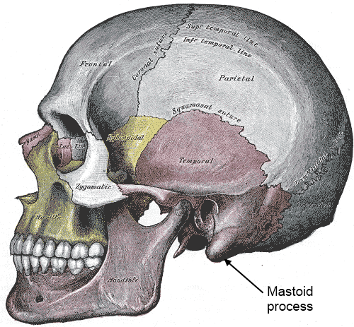 Forensics 101: Race Determination Based on the Skull — Jen J. Danna ...