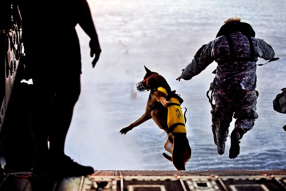 Modern Working Dogs — Jen J. Danna/Sara Driscoll - Mystery and Thriller ...