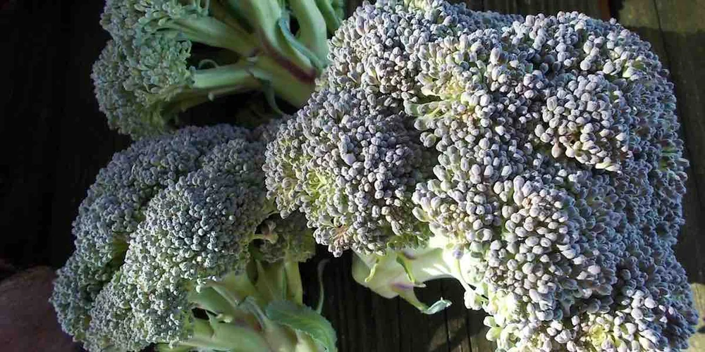 Veggie Guide — Our Harvest Cooperative