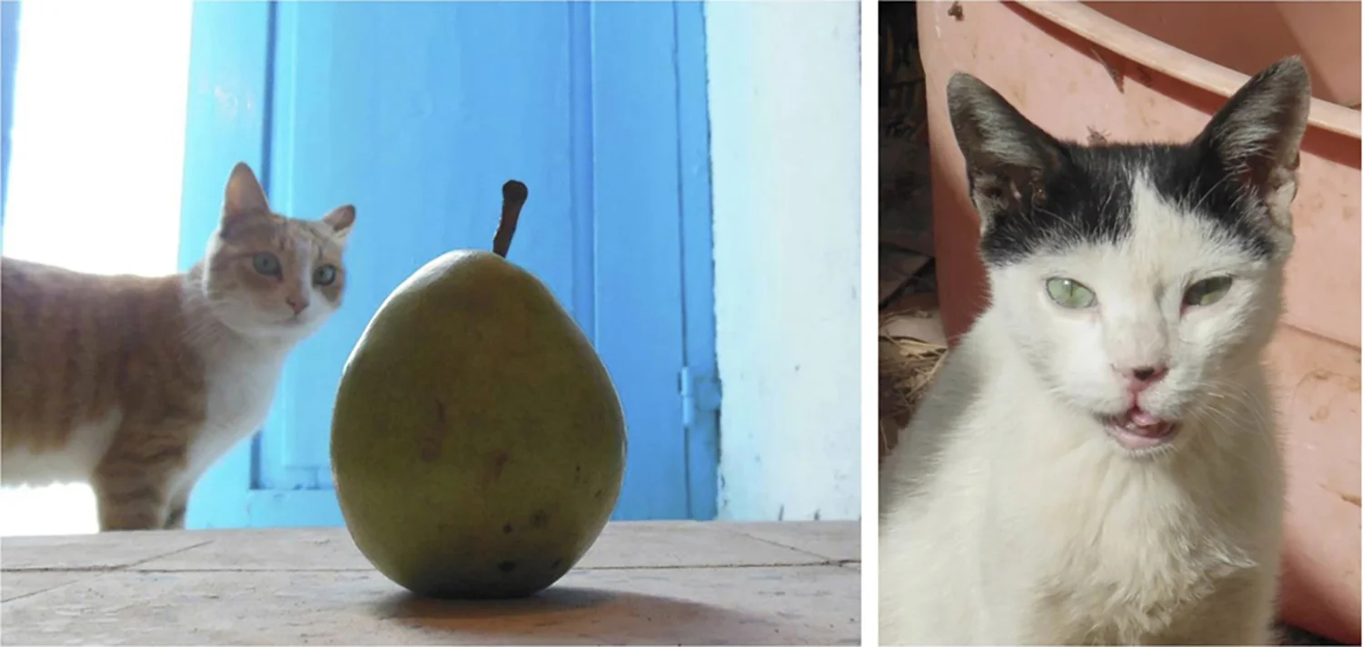 Cats, Lions, and the Fabulous Felines of Ancient Egypt — Glencairn Museum