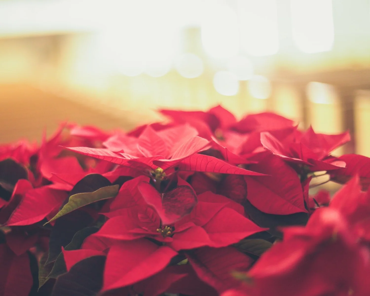 Top 14 attributes of Christmas — Krigor Studio