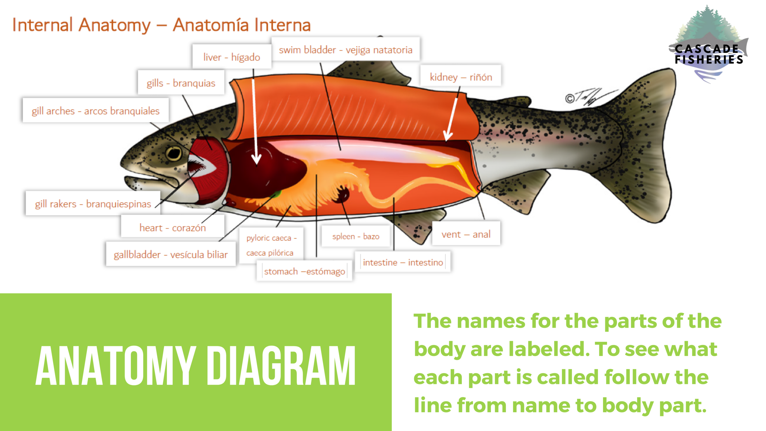 Internal Anatomy Cascade Fisheries Internal Anatomy Cascade Fisheries