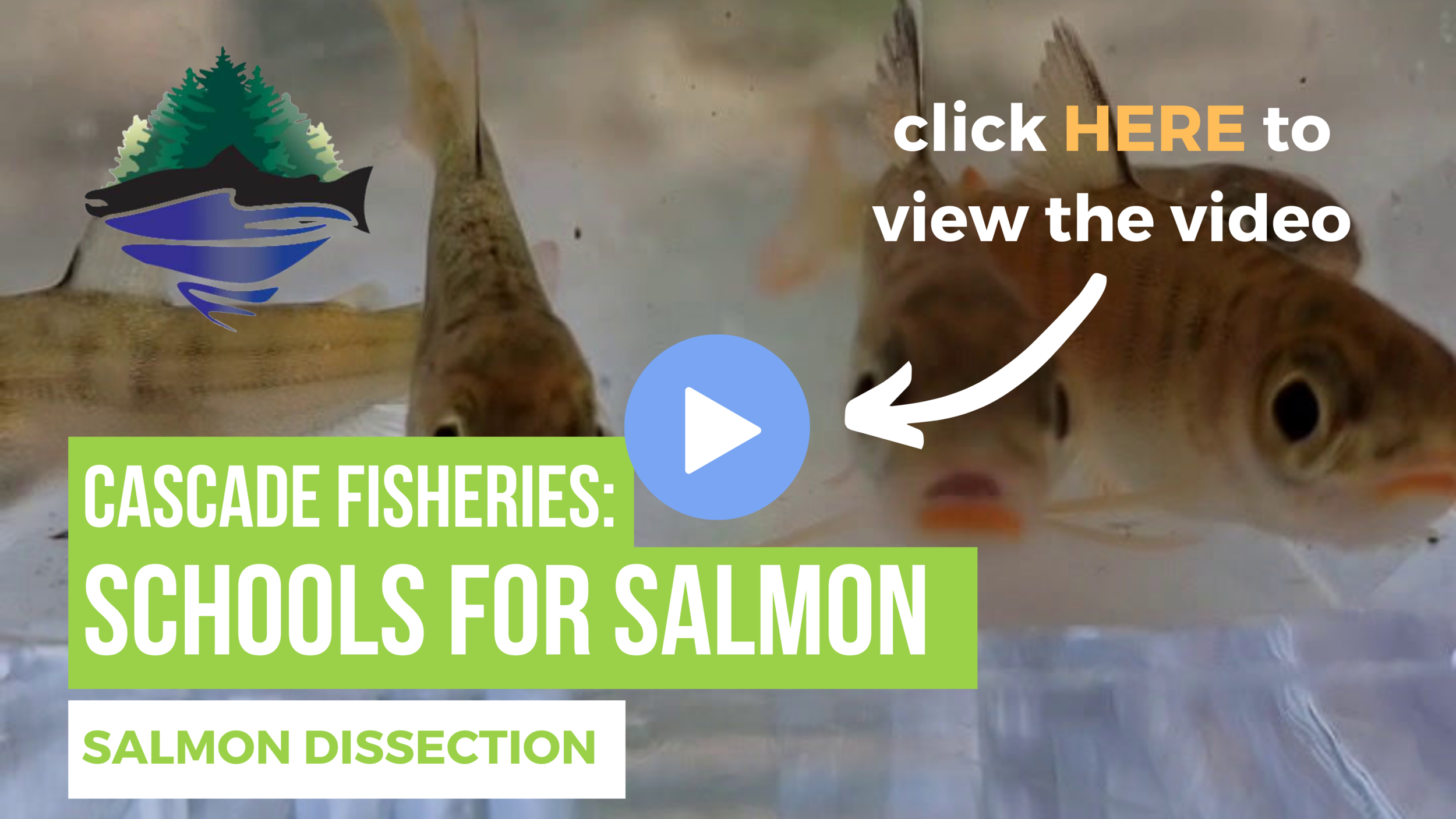 Internal Anatomy — Cascade Fisheries