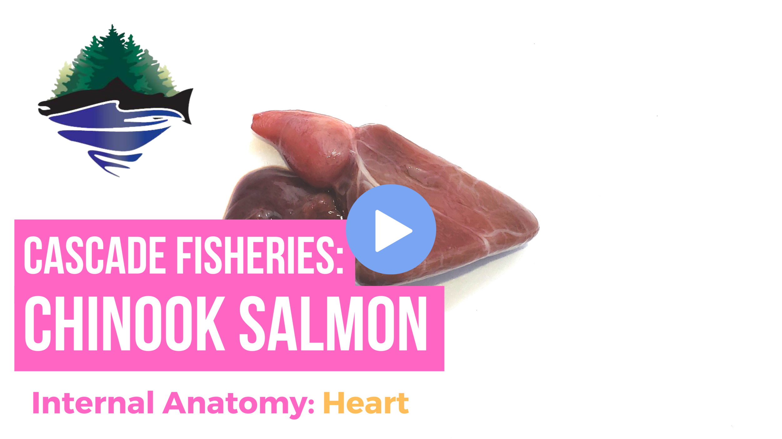 Internal Anatomy — Cascade Fisheries