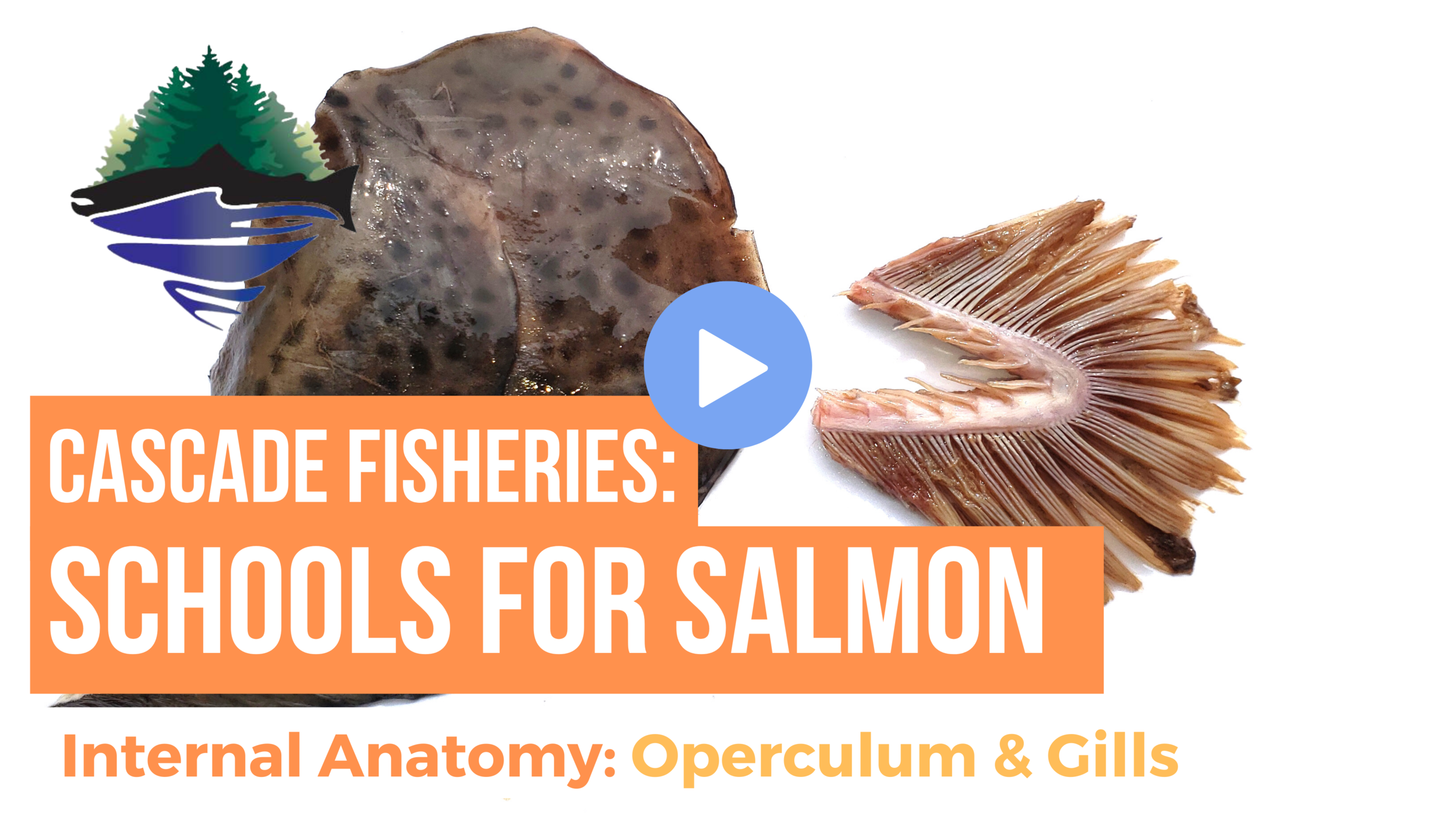 Internal Anatomy — Cascade Fisheries