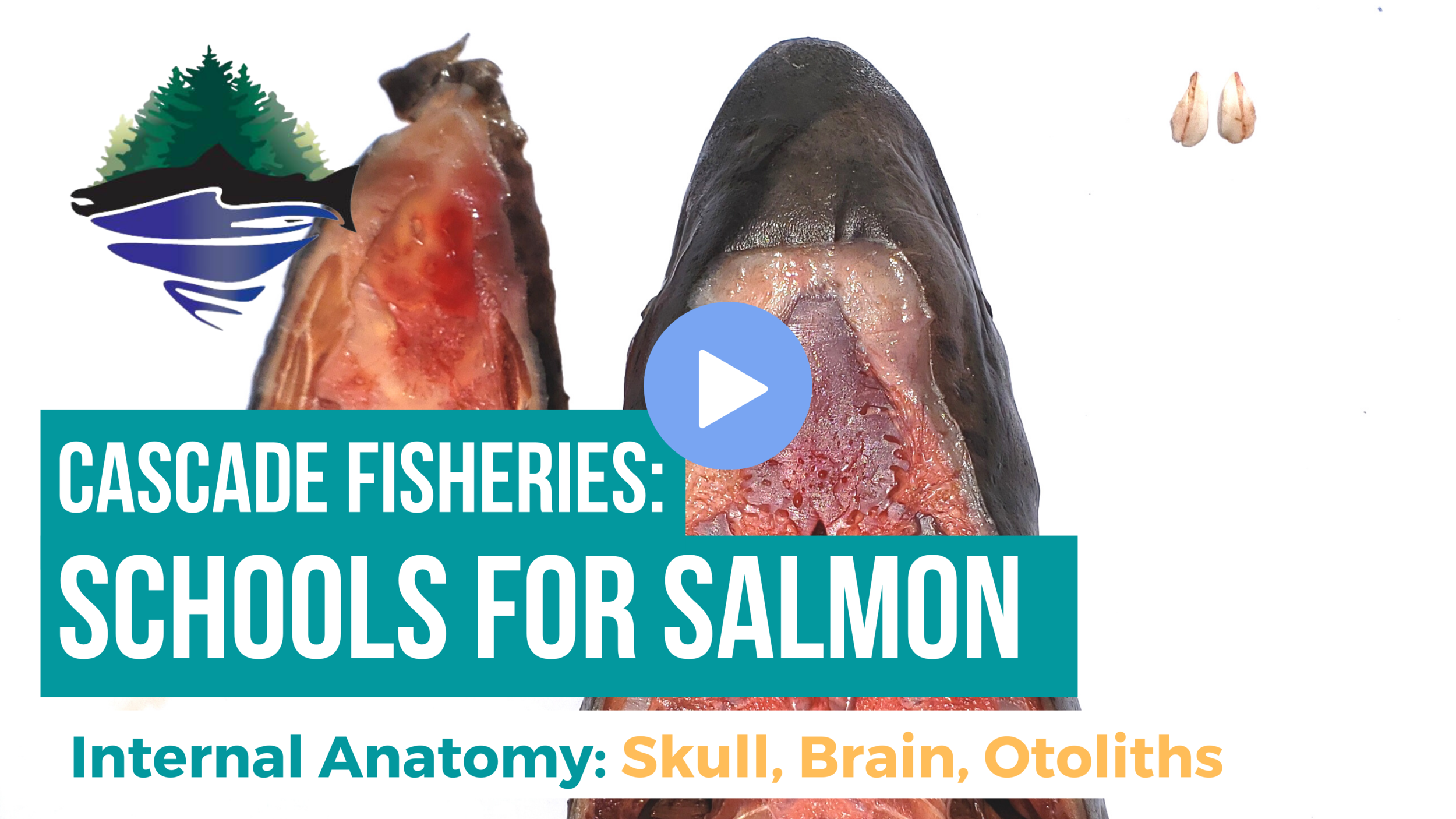 Internal Anatomy — Cascade Fisheries