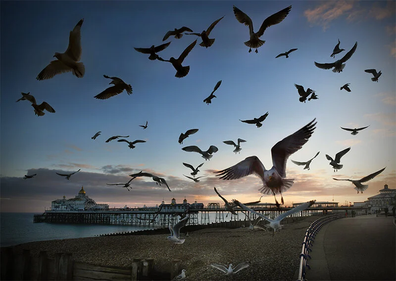 10 things to improve BEFORE you buy a new lens for bird photography — A ...