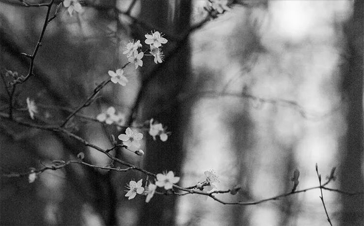 Embracing imperfect photography — A Year With My Camera