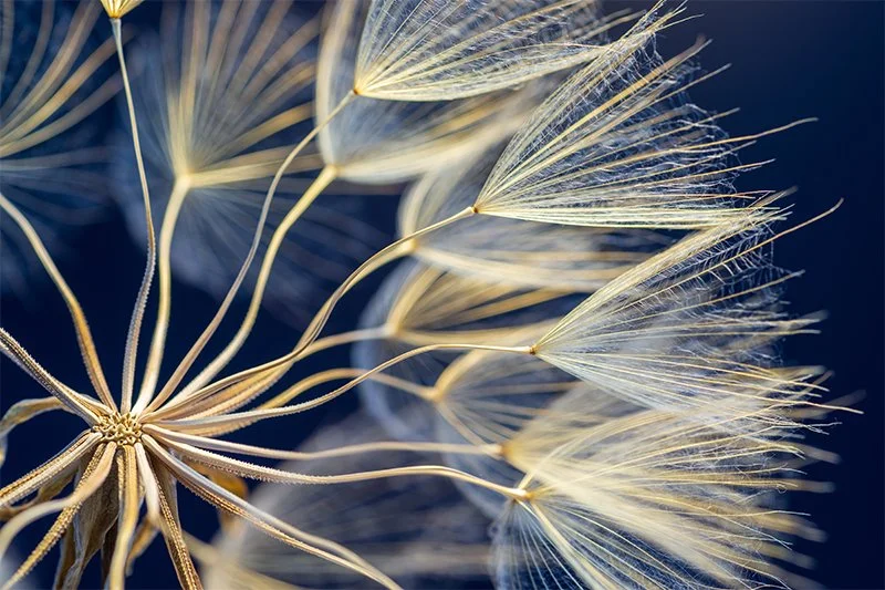 Introduction to macro photography — A Year With My Camera