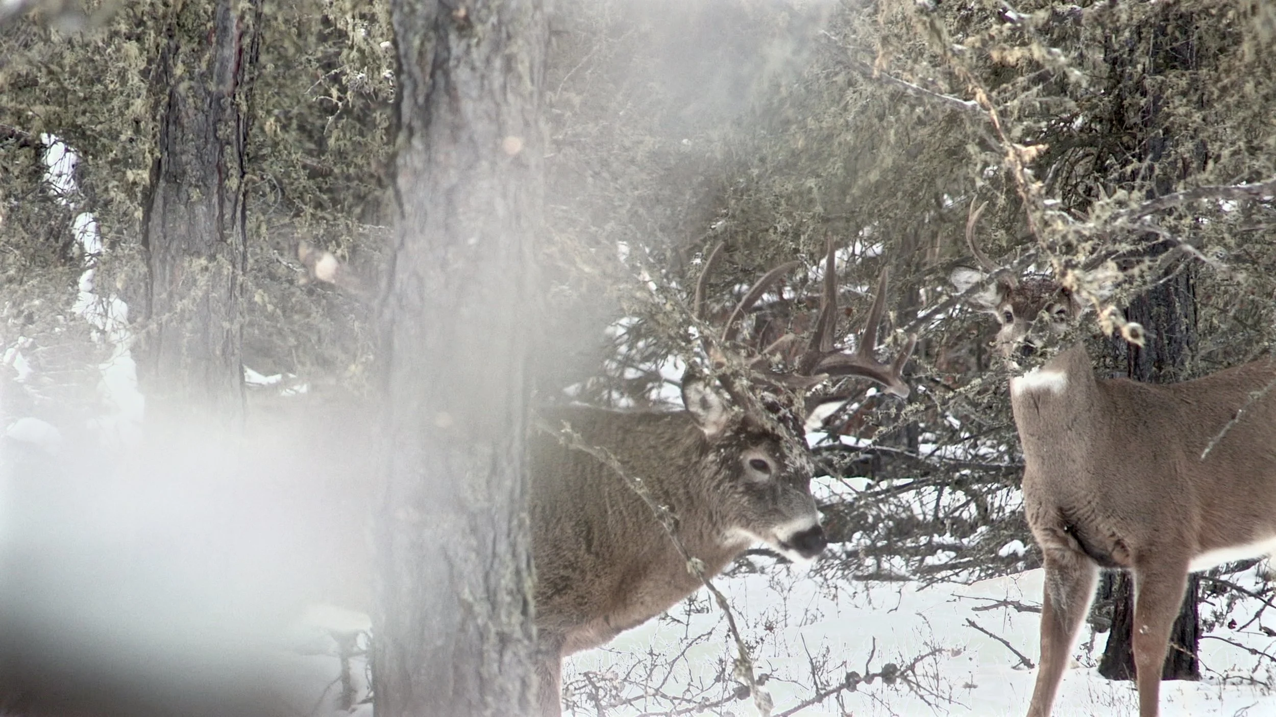 Whitetail Hunts — Wheat King Adventures
