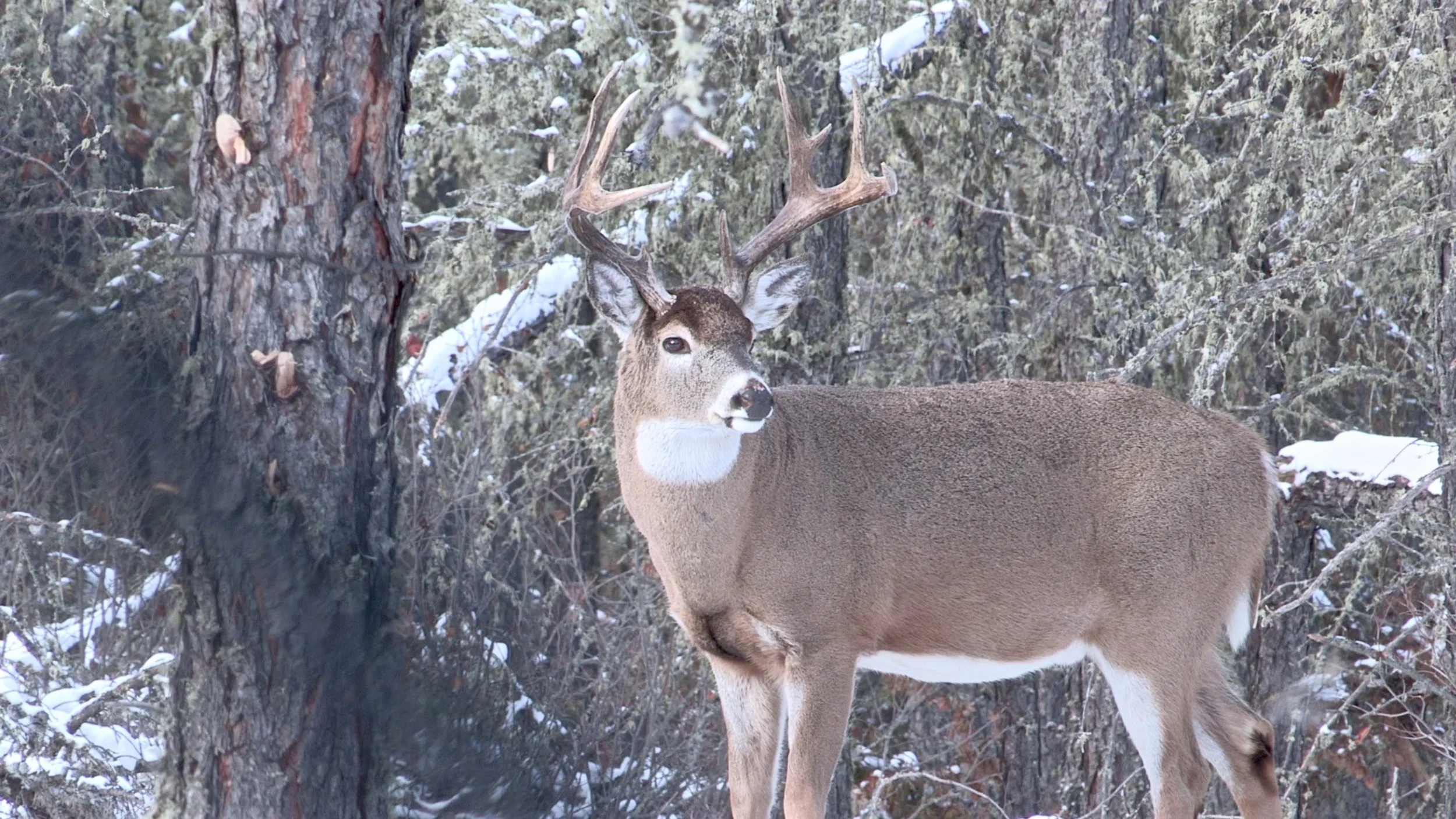 Whitetail Hunts — Wheat King Adventures