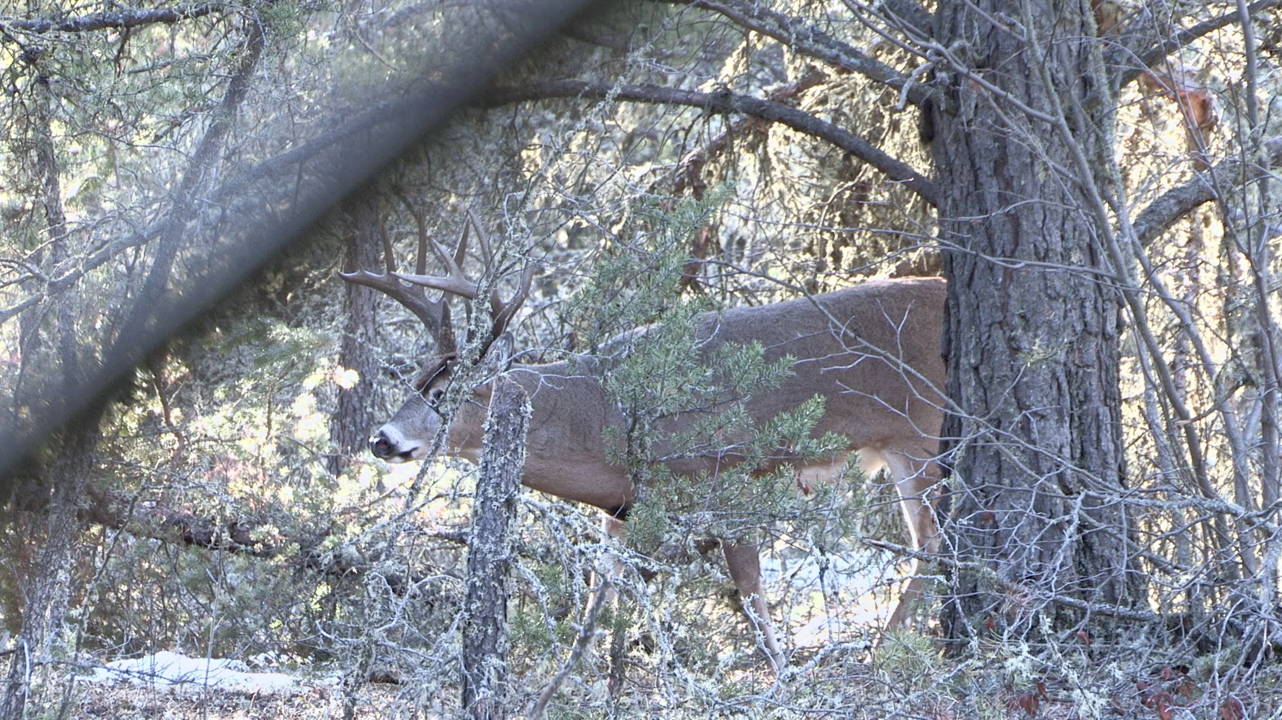 Whitetail Hunts — Wheat King Adventures